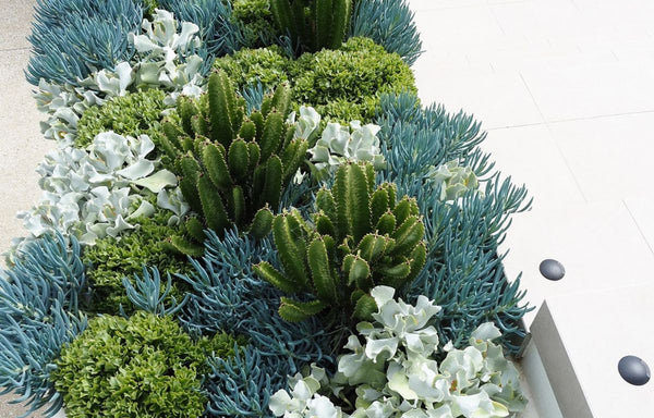 Garden Tour | Lee Gray Landscape Design – The Balcony Garden UK