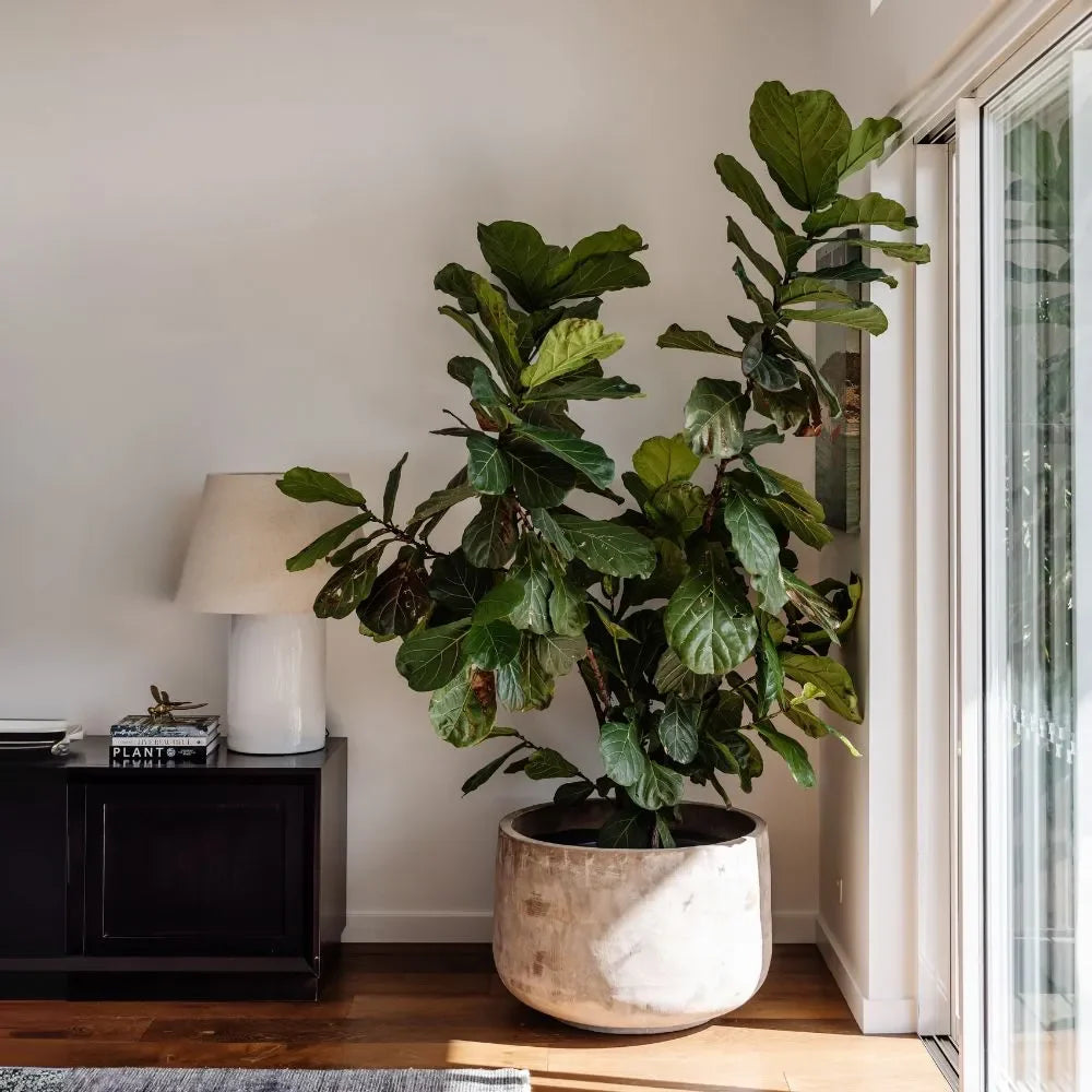 Statement Pieces – The Balcony Garden UK